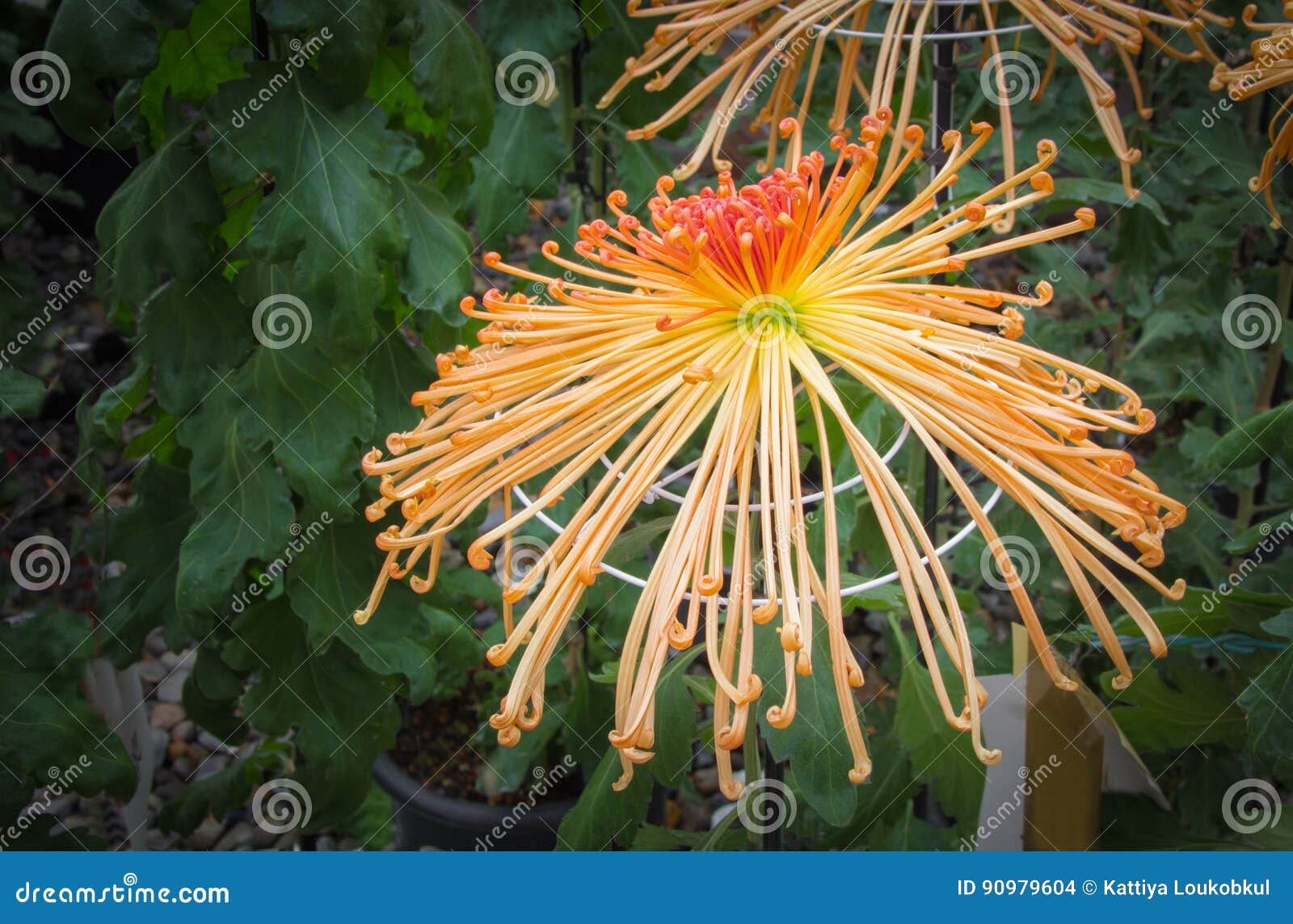 Crisantemo Arancio Del Ragno Nel Giardino Fotografia Stock - Immagine ...