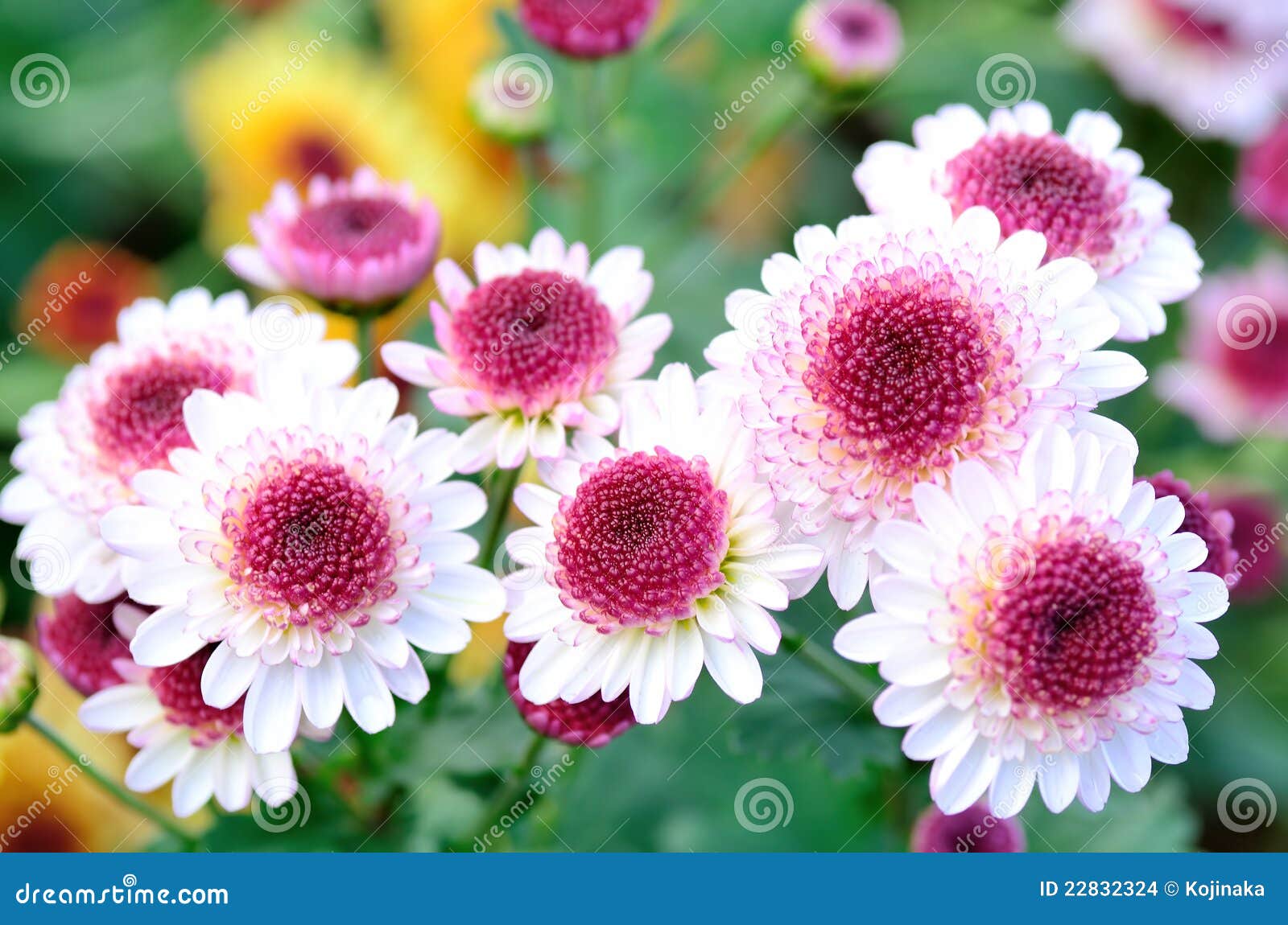 Crisantemo Bianco E Viola Dello Spruzzo. Fotografia Stock - Immagine di ...