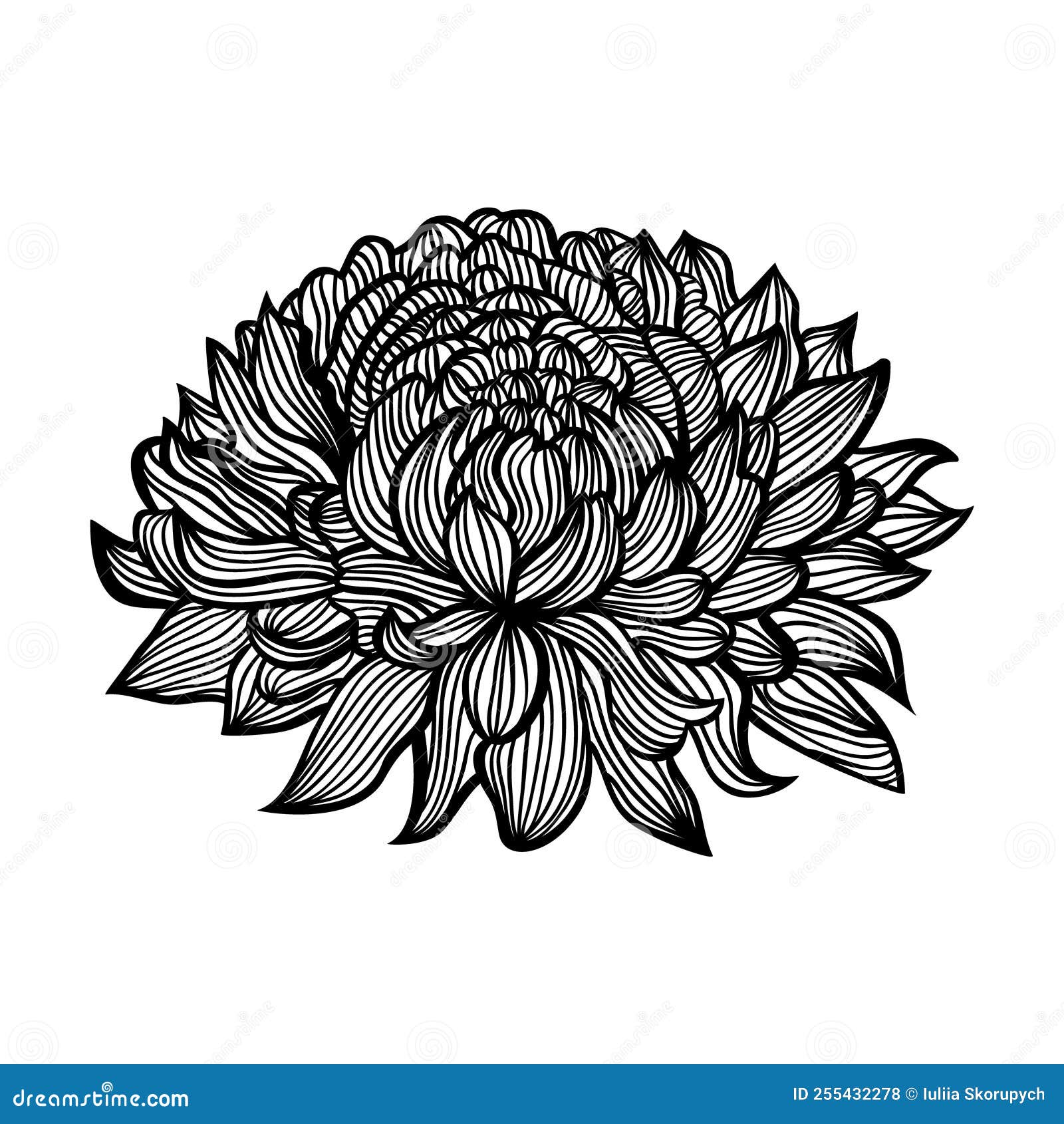 Crisantemo dibujado a mano ilustración del vector. Ilustración de cubo ...