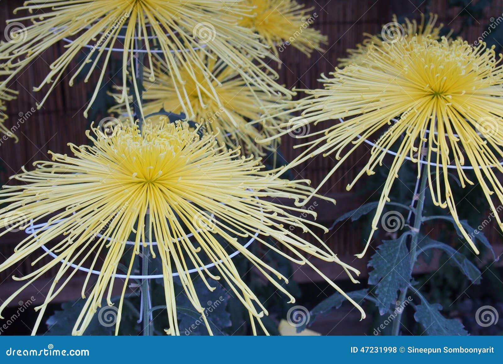 Crisantemo giapponese fotografia stock. Immagine di fiore - 47231998