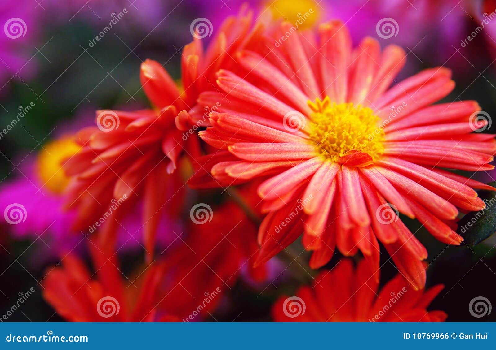 Crisantemo rojo foto de archivo. Imagen de amarillo, parque - 10769966