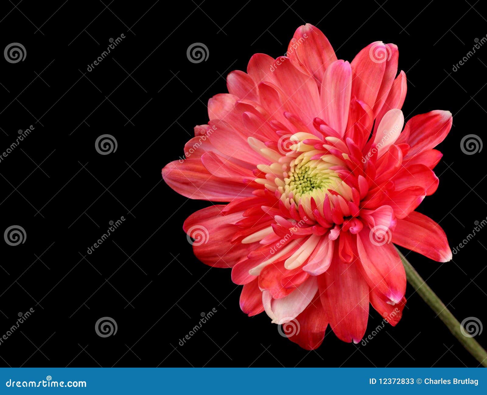 Crisantemo rojo imagen de archivo. Imagen de flora, rosa - 12372833