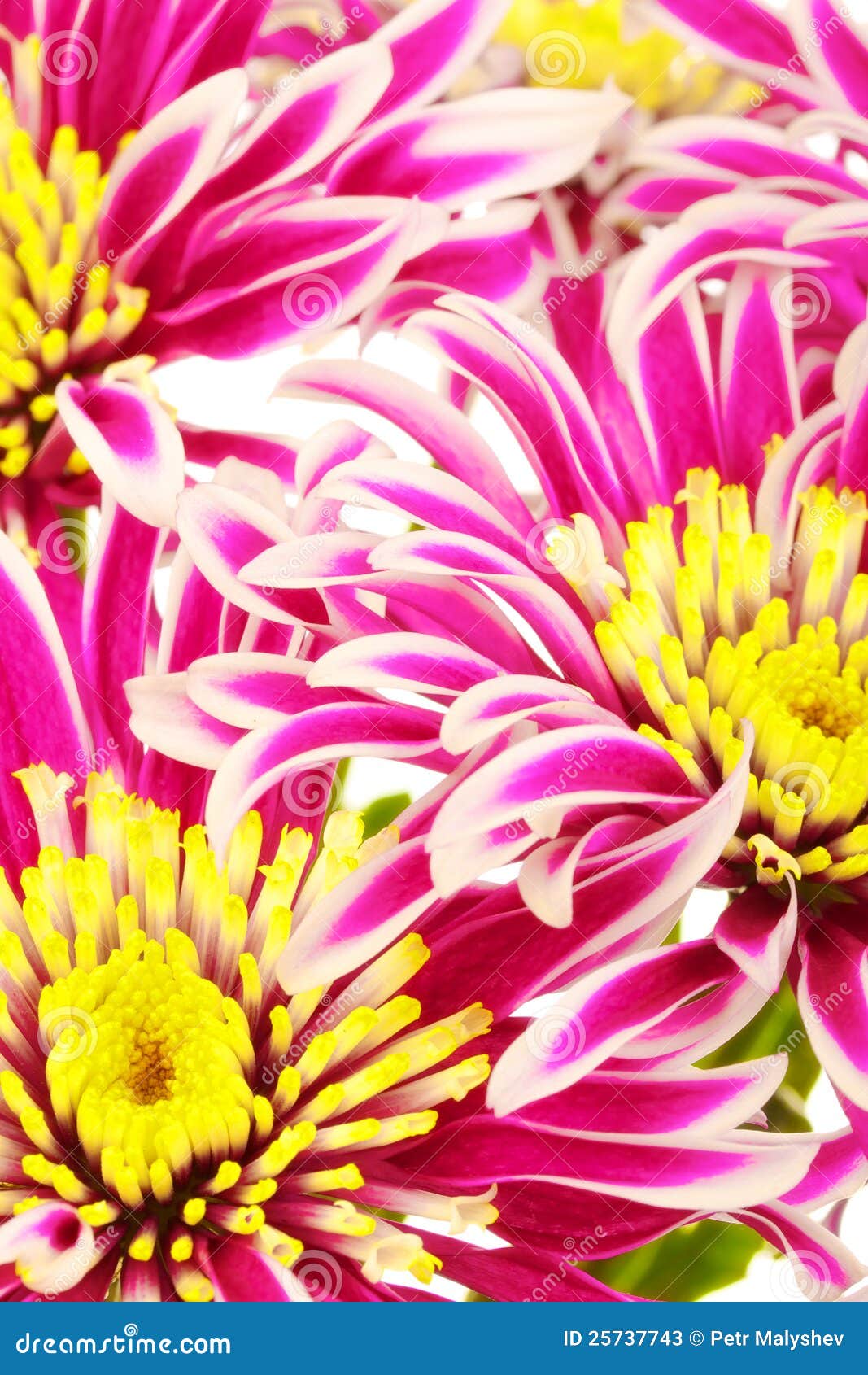 Crisantemo rojo imagen de archivo. Imagen de fragilidad - 25737743