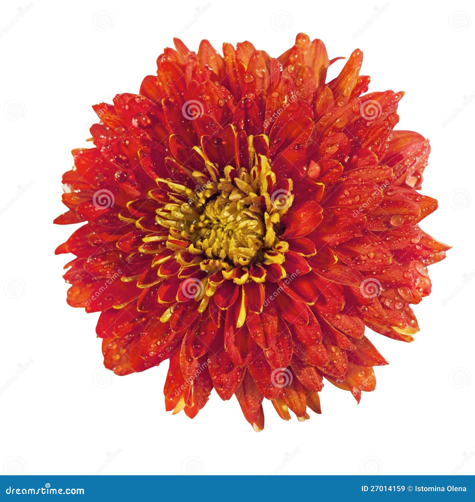 Crisantemo rojo imagen de archivo. Imagen de extracto - 27014159