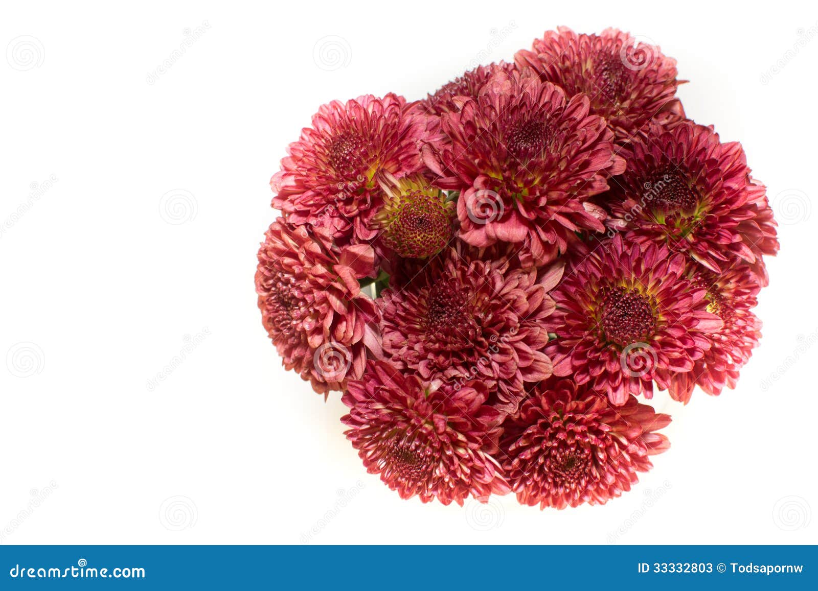 Crisantemo Rojo Aislado En Un Fondo Blanco Imagen de archivo - Imagen ...
