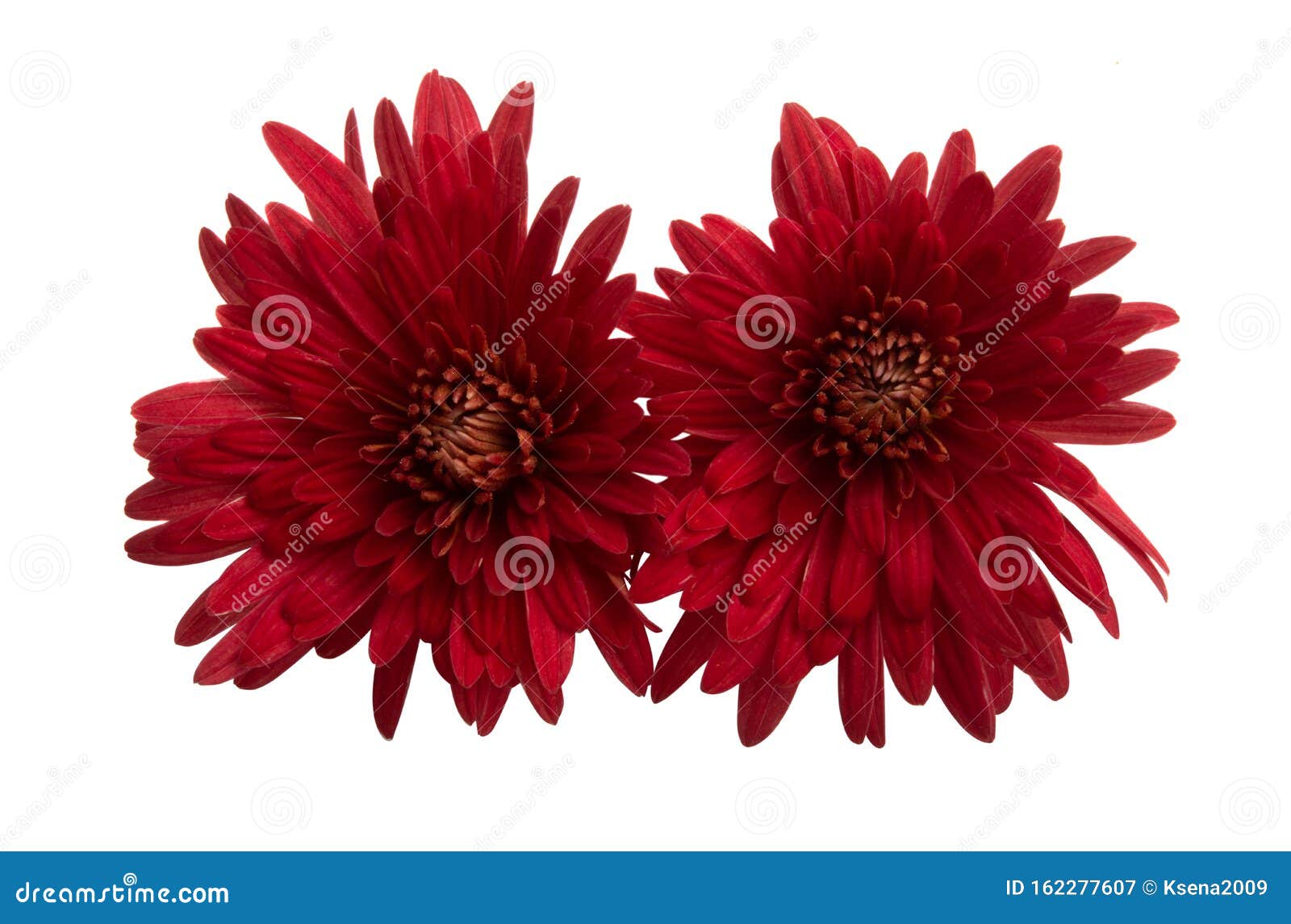 Crisantemo rojo aislado imagen de archivo. Imagen de belleza - 162277607