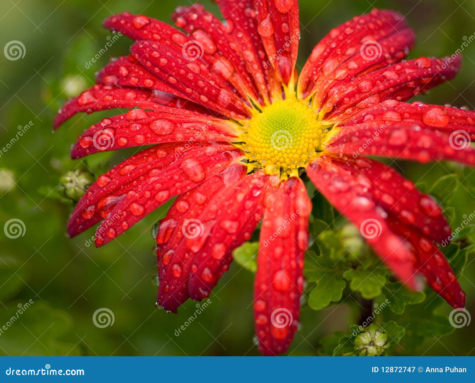 Crisantemo rojo de la flor imagen de archivo. Imagen de primer - 12872747