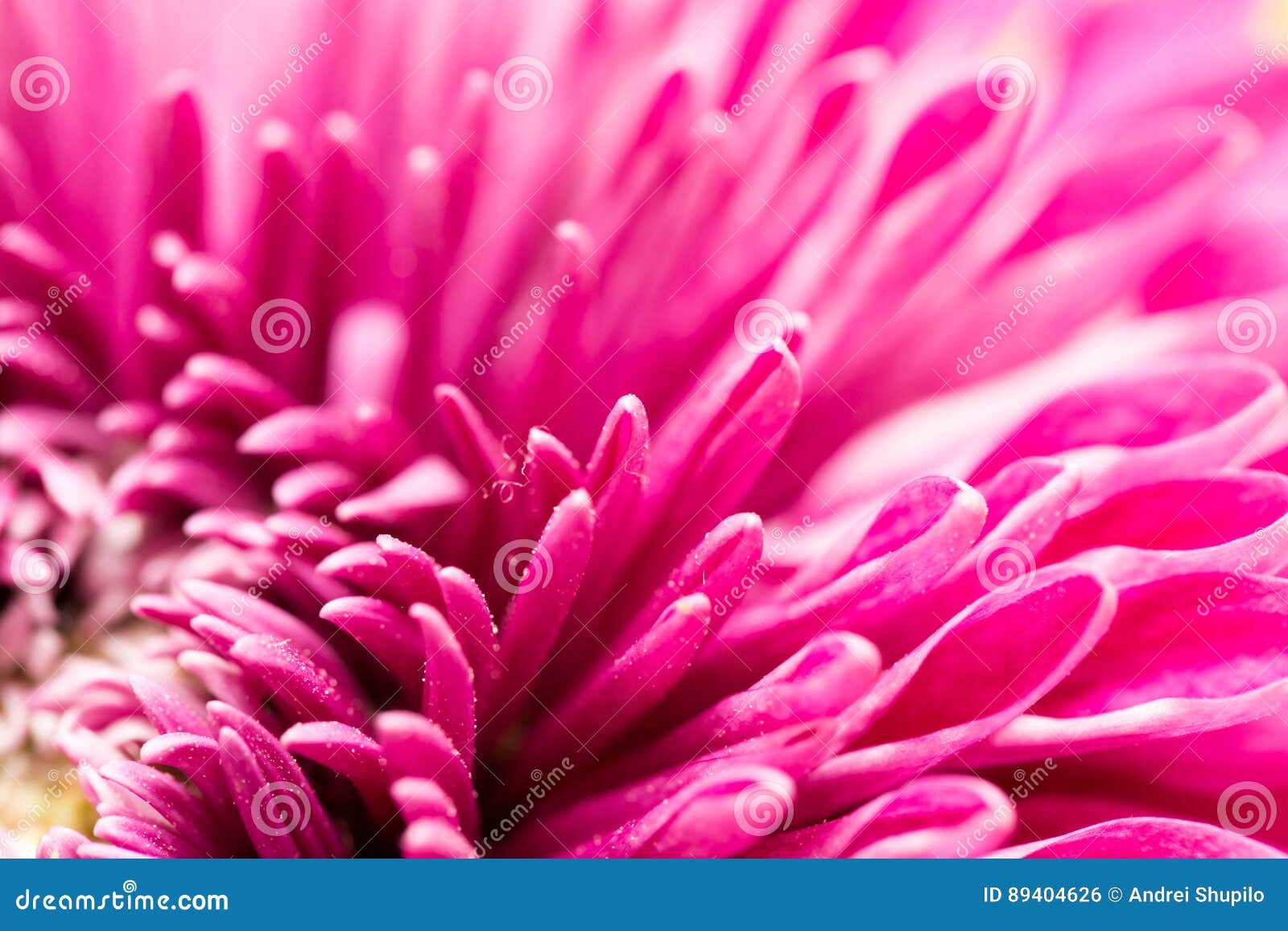 Crisantemo Rojo De La Flor Como Fondo Cierre Foto de archivo - Imagen ...