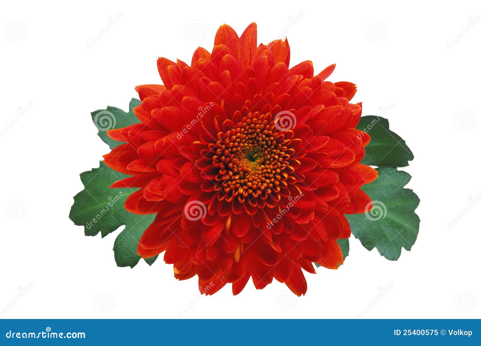 Crisantemo rojo del otoño imagen de archivo. Imagen de grande - 25400575