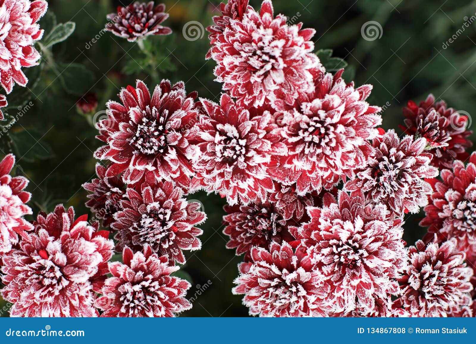 Crisantemo Rojo Flores En La Nieve Foto de archivo - Imagen de verano ...
