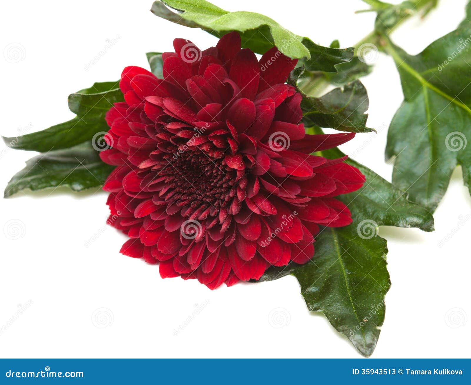 Crisantemo rojo oscuro imagen de archivo. Imagen de inusual - 35943513