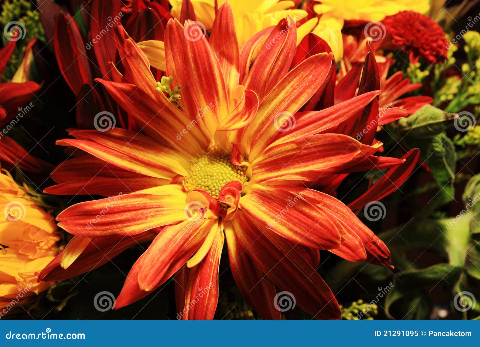 Crisantemo rojo y amarillo imagen de archivo. Imagen de crisantemo ...