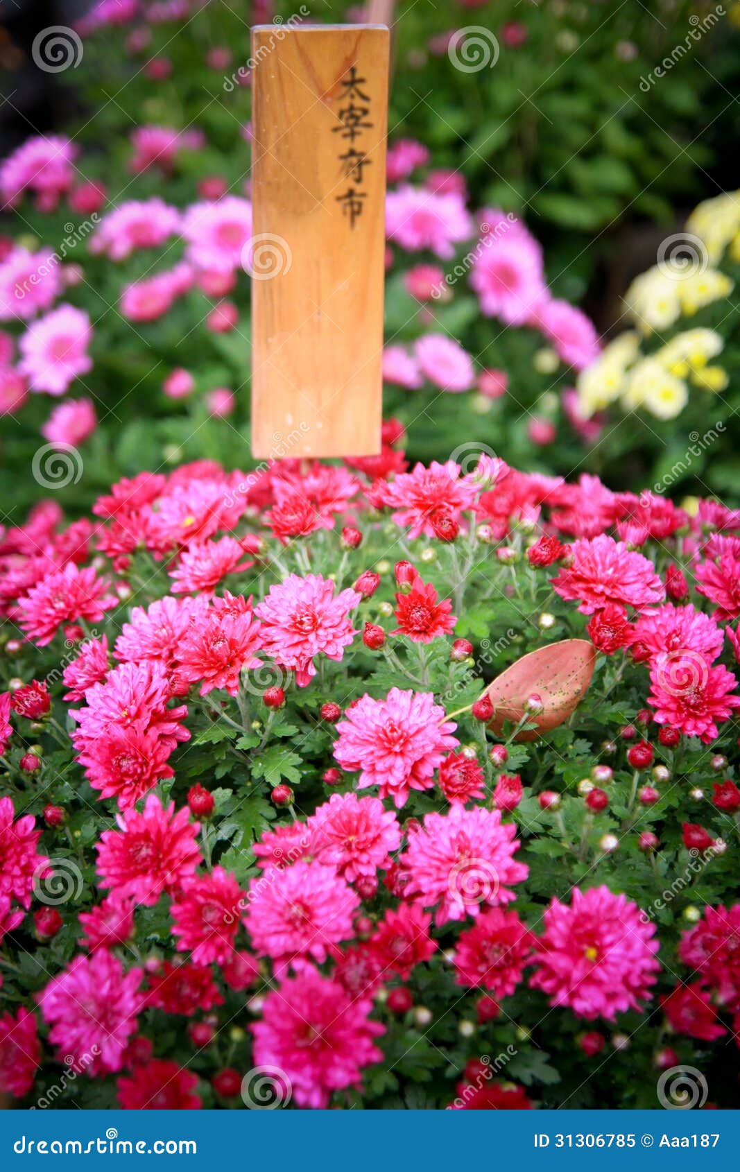 Crisantemo rosa immagine stock. Immagine di vibrante - 31306785