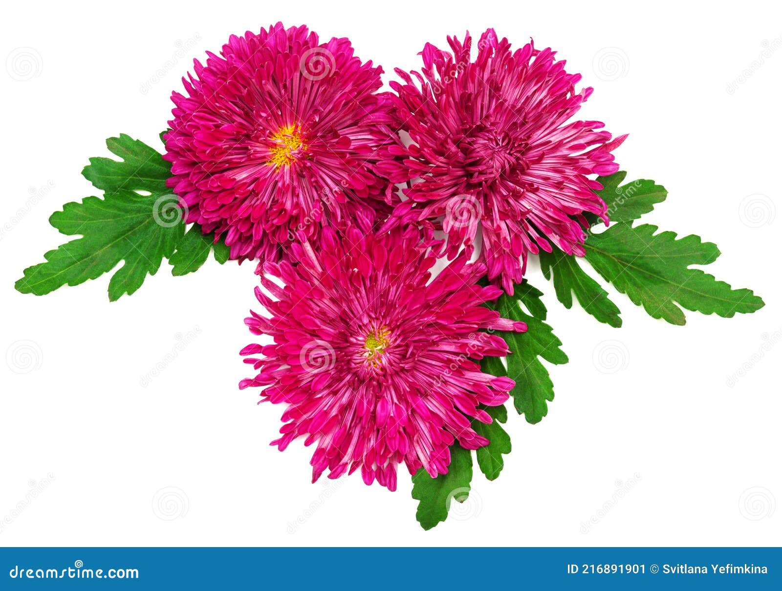 Crisantemo rosa imagen de archivo. Imagen de rosa, modelo - 216891901