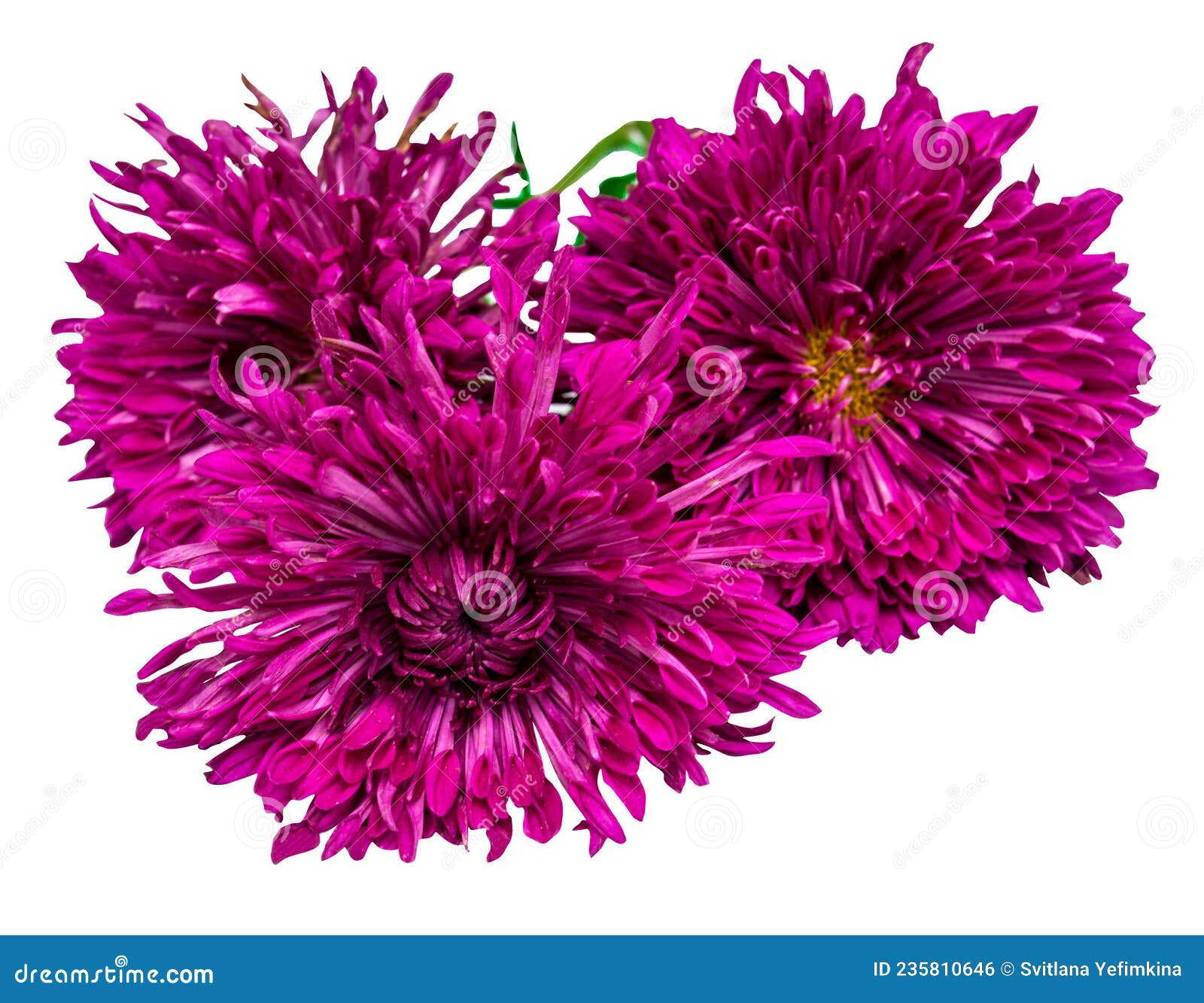 Crisantemo rosa con hojas foto de archivo. Imagen de crisantemo - 235810646