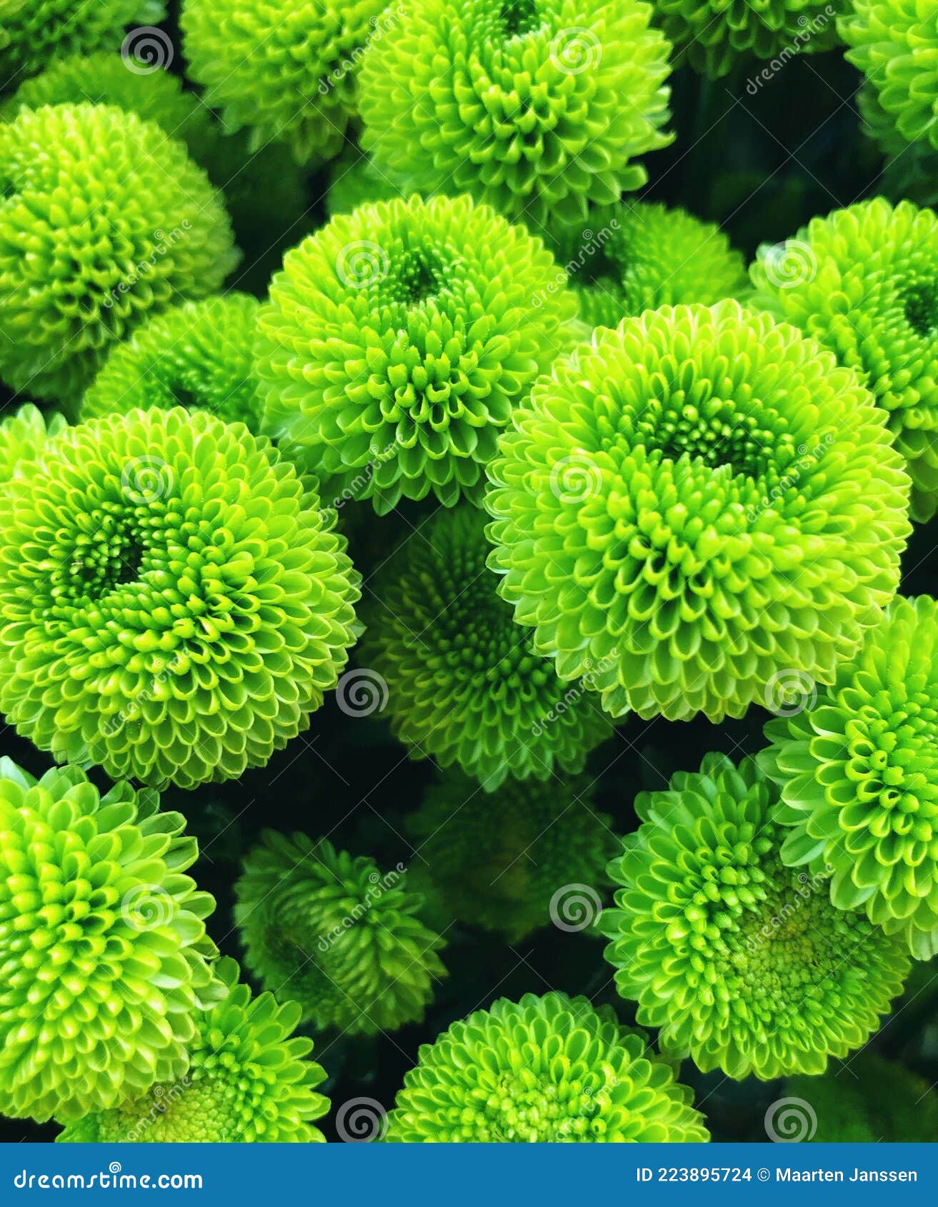 Crisantemo verde foto de archivo. Imagen de cubo, flora - 223895724
