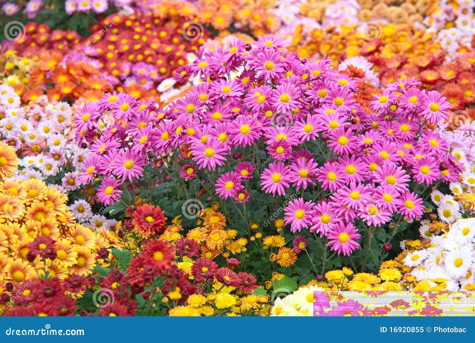 Crisantemos imagen de archivo. Imagen de cierre, flora - 16920855