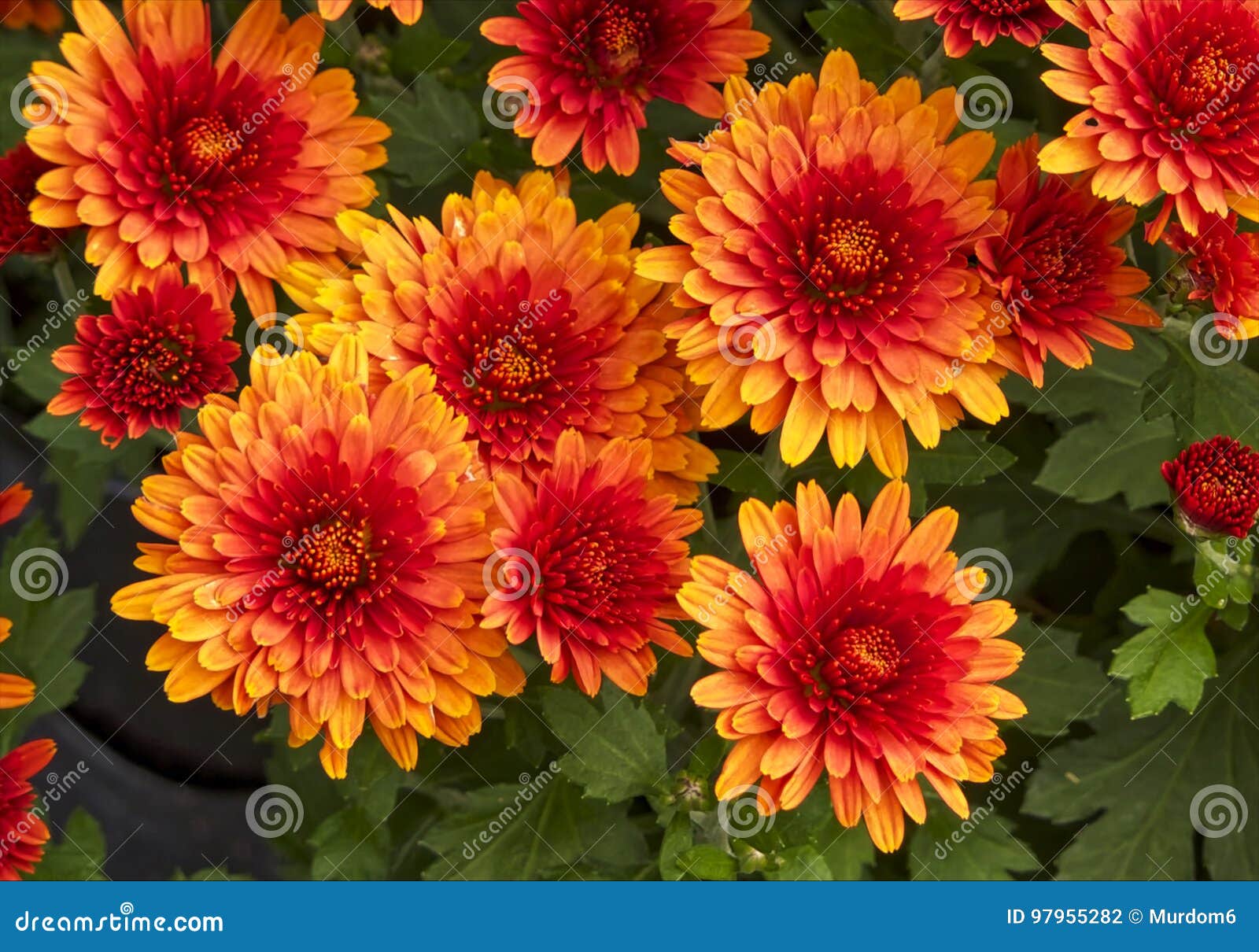 Crisantemos foto de archivo. Imagen de crisantemos, cierre - 97955282