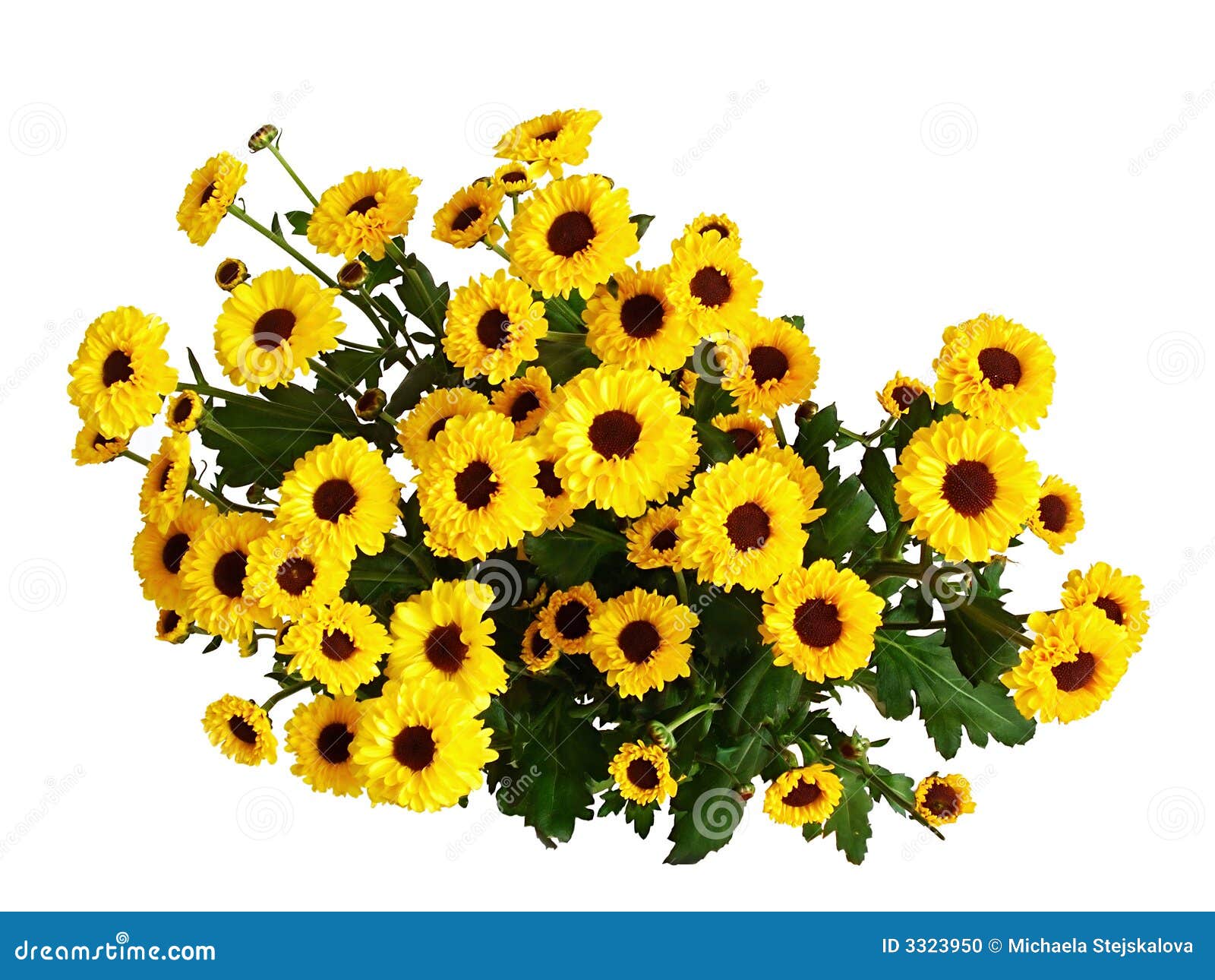 Crisantemos amarillos foto de archivo. Imagen de fresco - 3323950