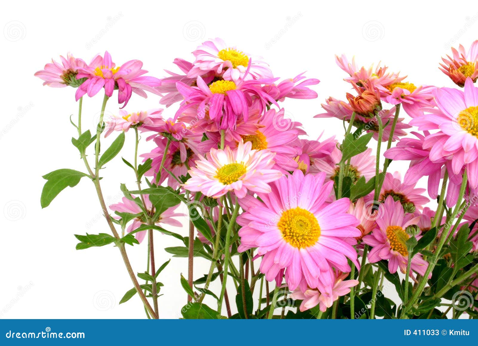 Crisantemos en blanco imagen de archivo. Imagen de aislante - 411033