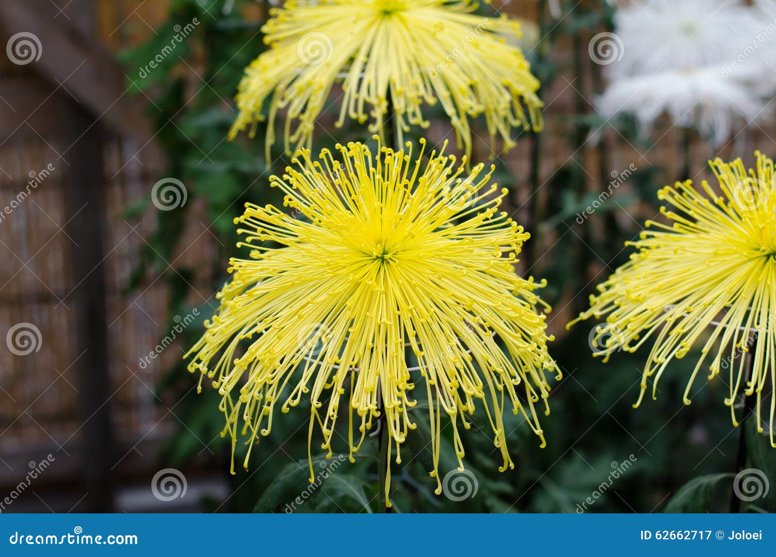 Crisantemos japoneses imagen de archivo. Imagen de verde - 62662717