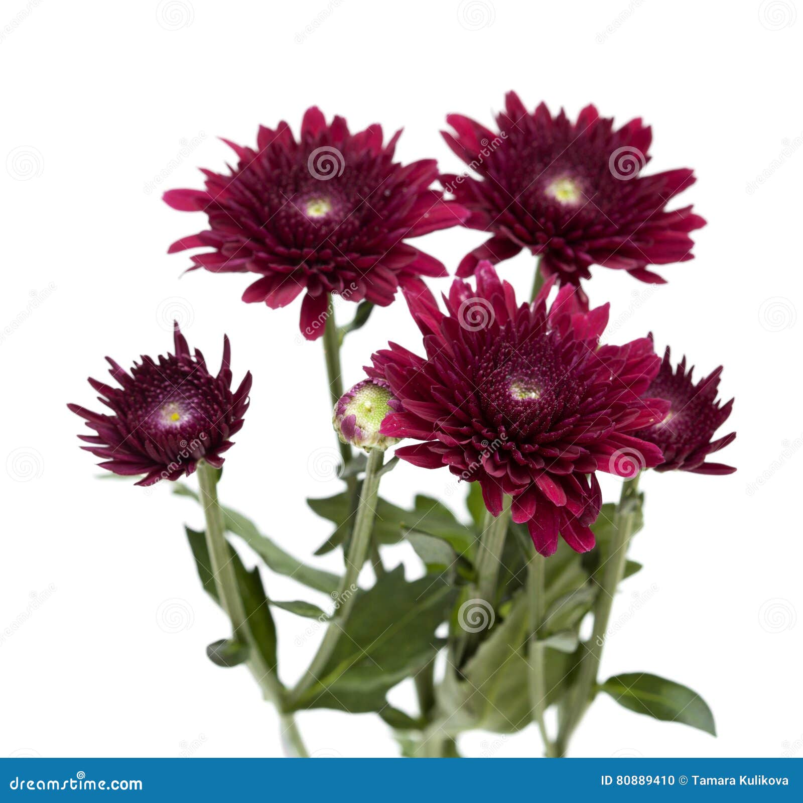 Crisantemos Rojo Oscuro Del Espray Foto de archivo - Imagen de intenso ...