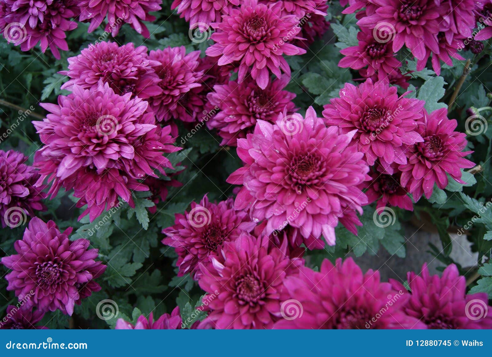 Crisantemos rojos imagen de archivo. Imagen de lealtad - 12880745