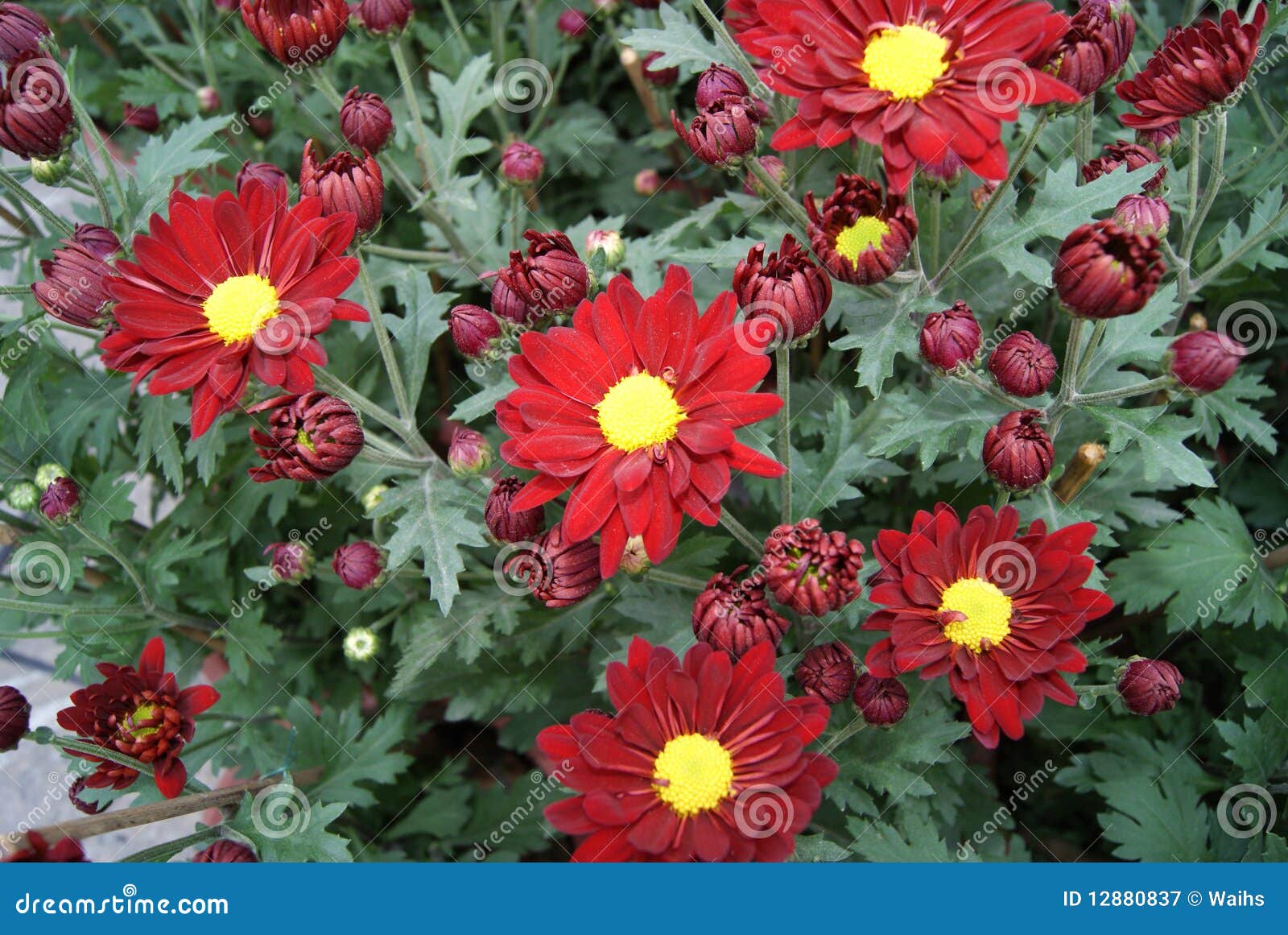 Crisantemos rojos imagen de archivo. Imagen de ocio, flor - 12880837