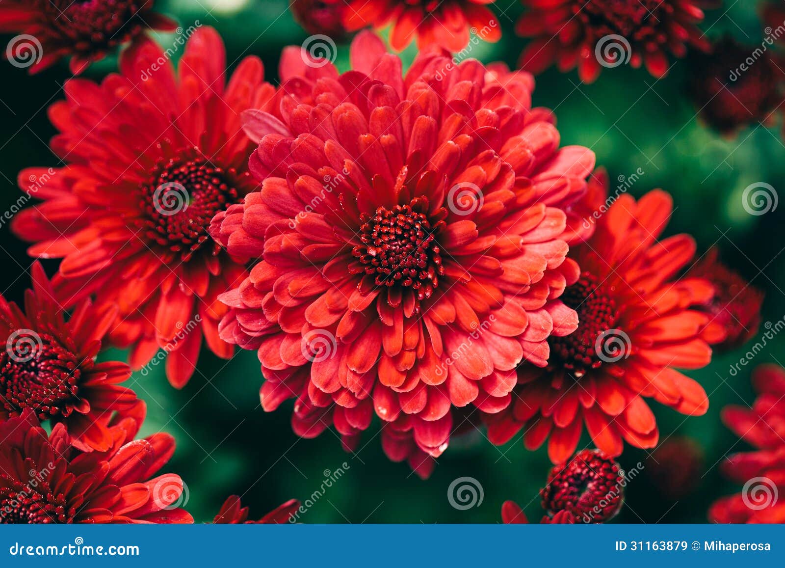 Crisantemos rojos hermosos imagen de archivo. Imagen de cubo - 31163879