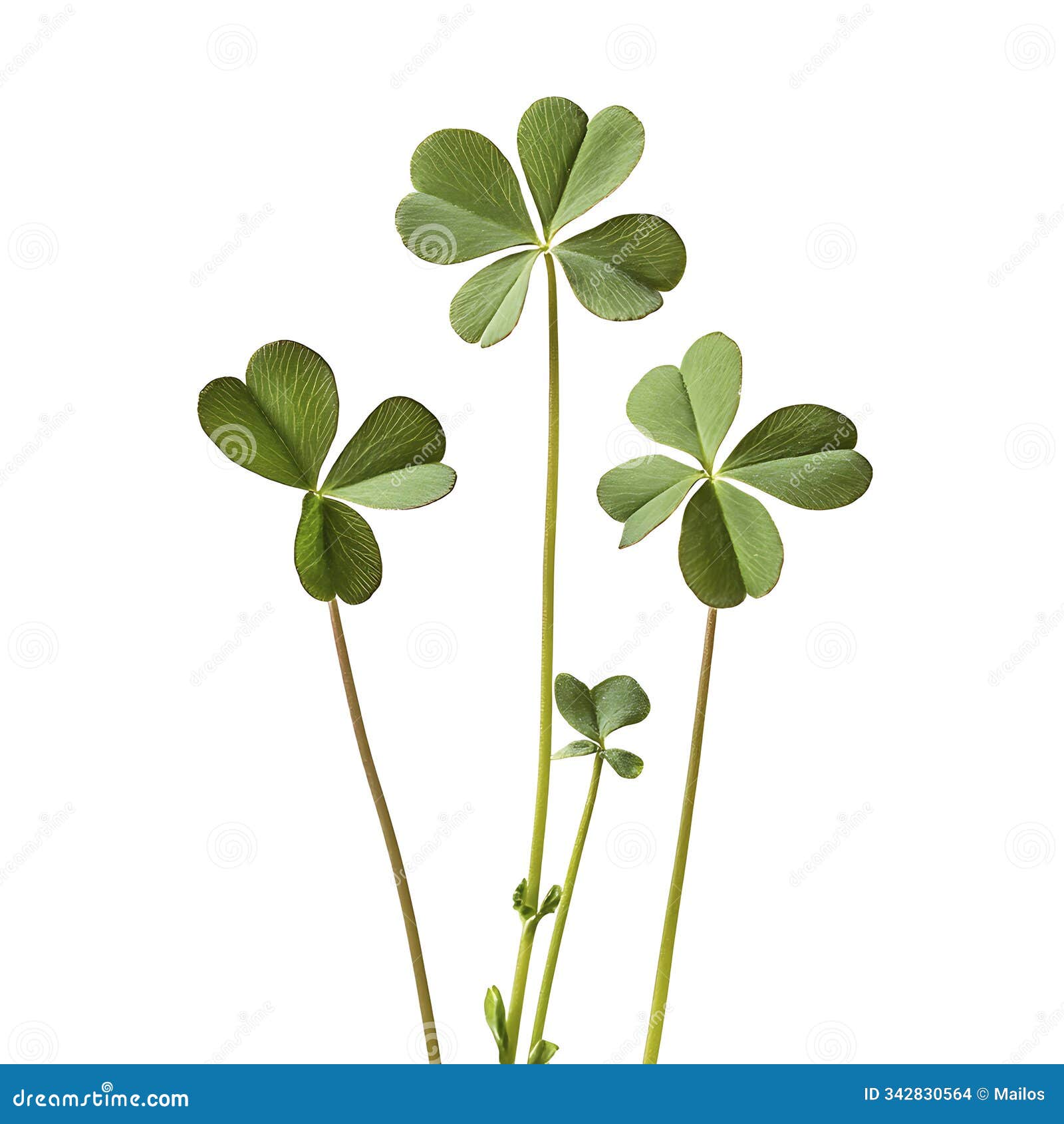 Crisp and Clean Clover Image Transparent Background for Easy Design Use ...