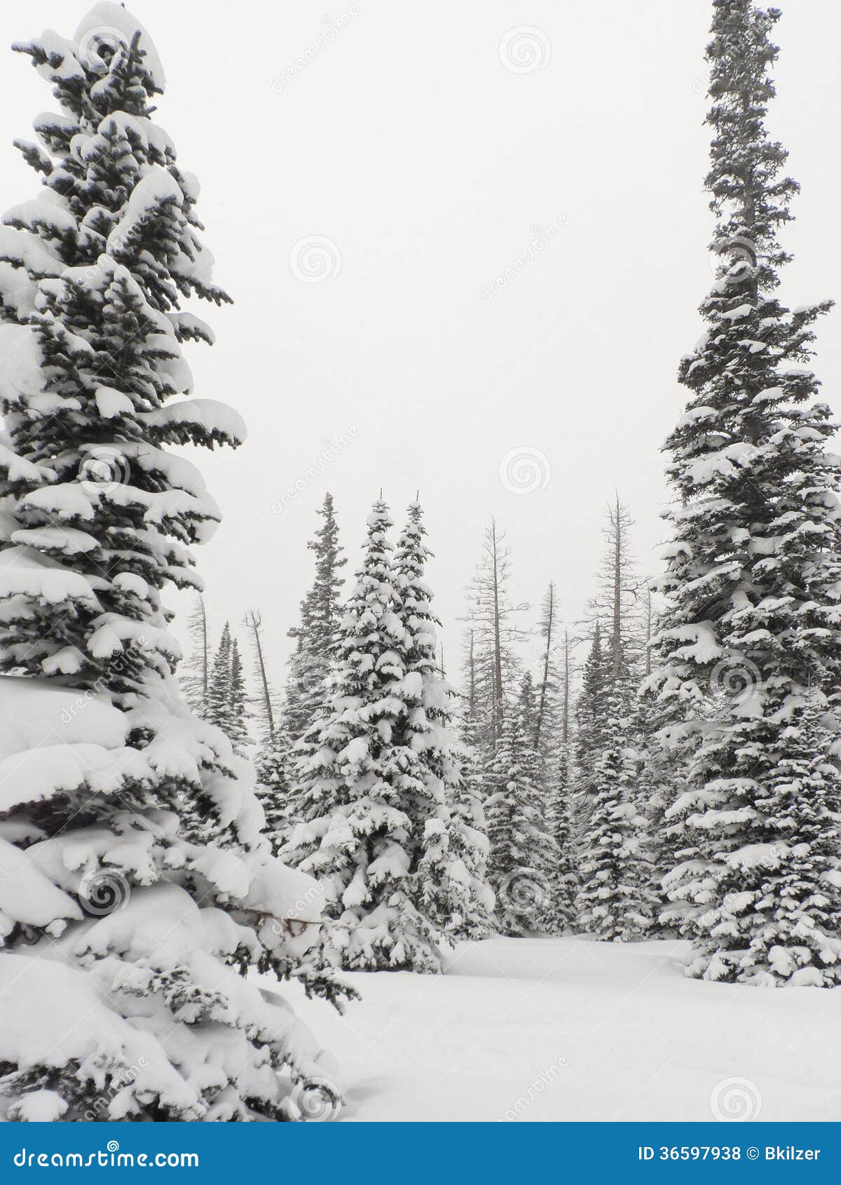 Crisp Cold Winter Day with Snow Covered Trees Stock Photo - Image of ...