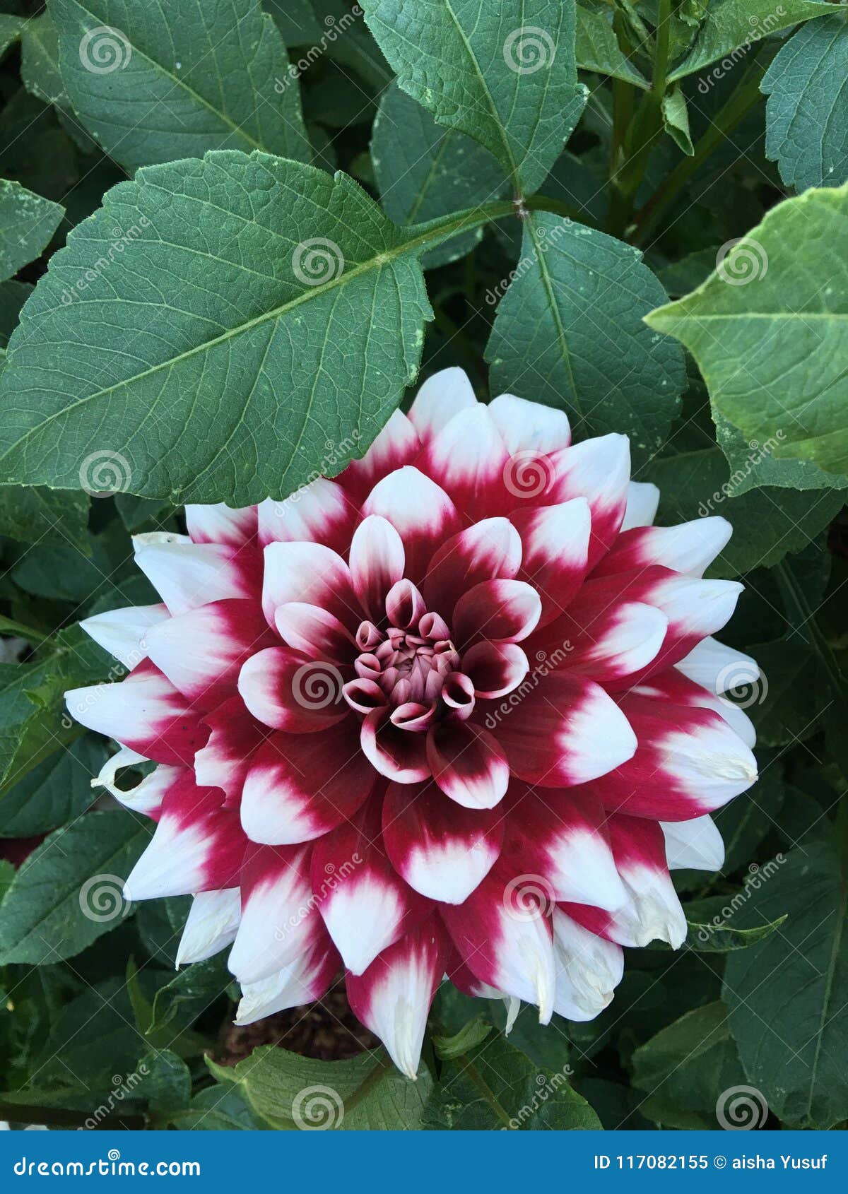 Flowers stock image. Image of beautiful, crisp, flower - 117082155