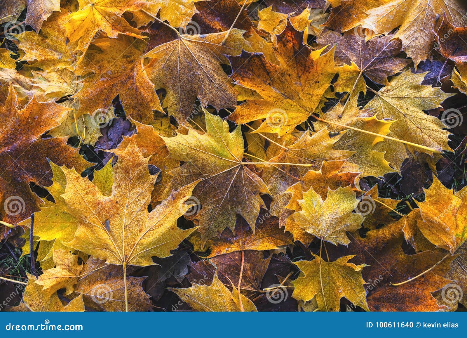 Crisp Icy Fallen Autumn Leaves Stock Photo - Image of abstract, sharp ...