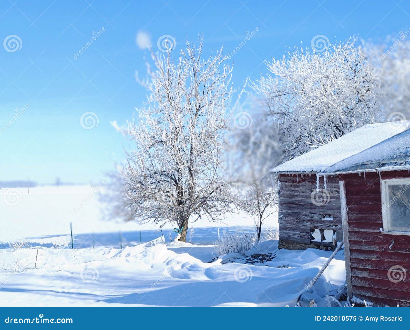 Crisp Morning in the Country Stock Image - Image of plant, morning ...