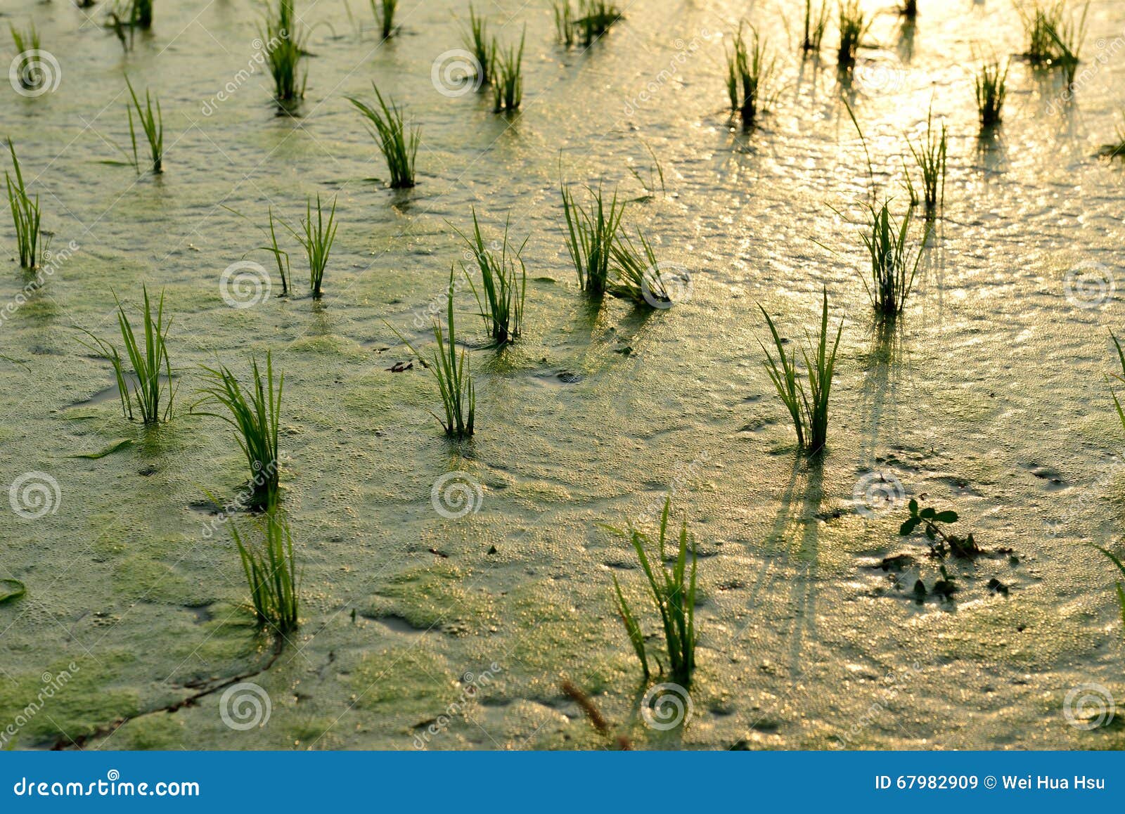 Crisp rice fields stock image. Image of hoeing, fields - 67982909