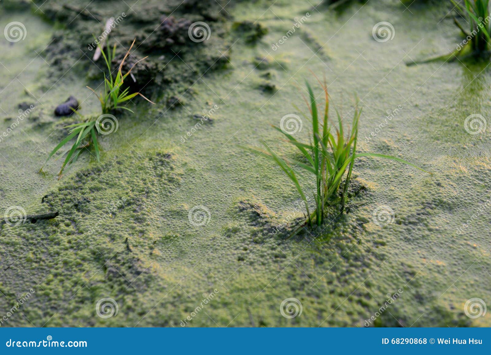 Crisp rice fields stock photo. Image of dawning, beautiful - 68290868