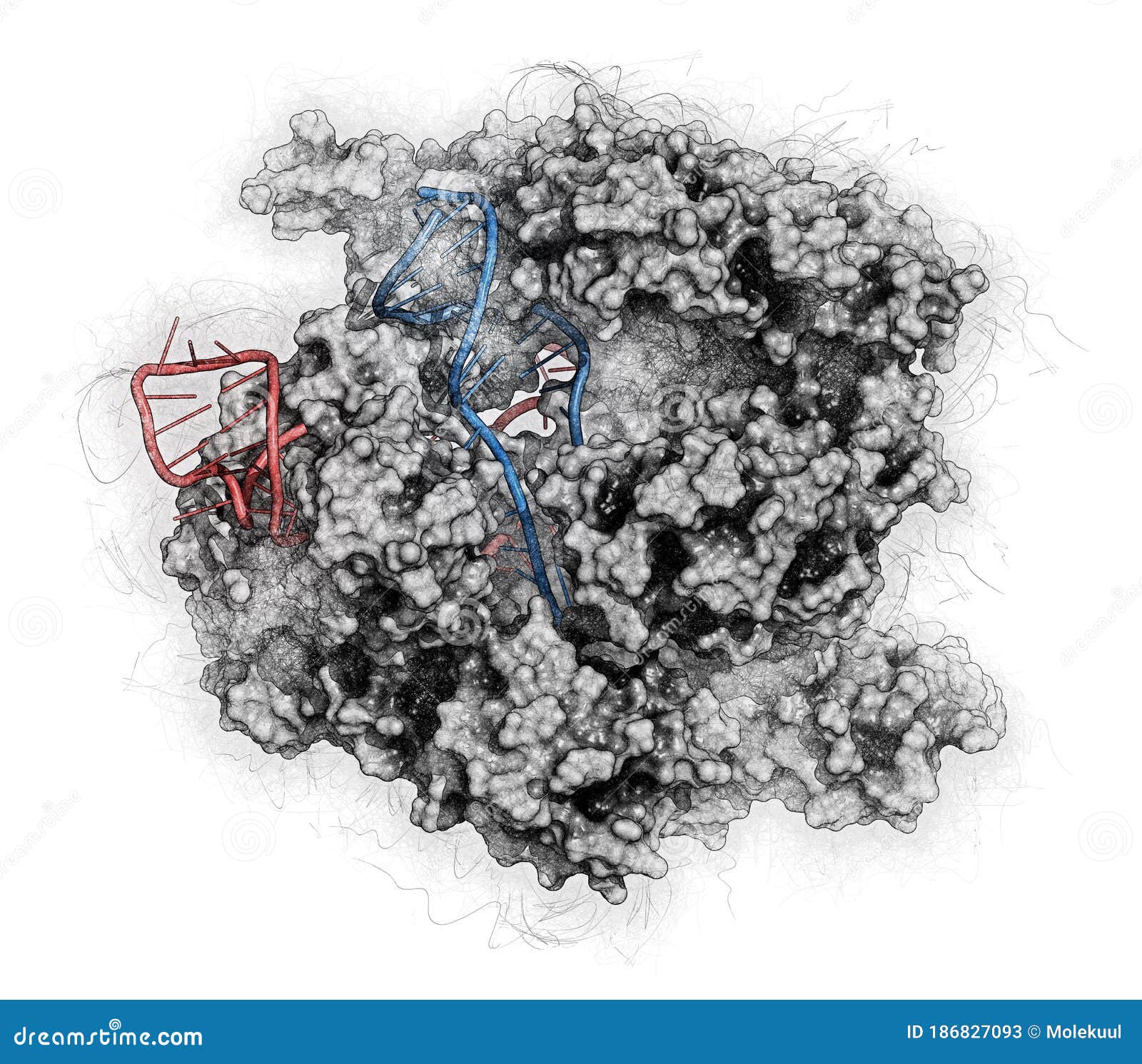 CRISPR-CAS9 Gene Editing Complex From Streptococcus Pyogenes. The Cas9 ...