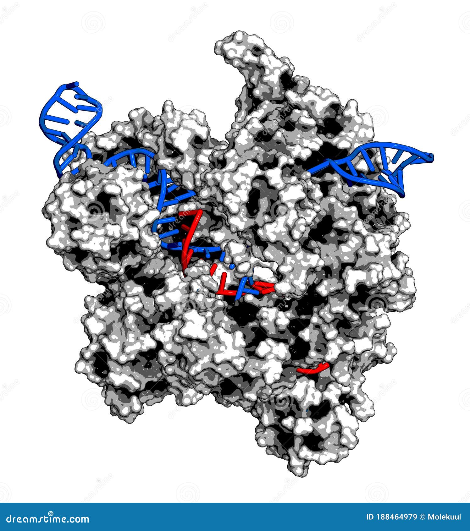 CRISPR-CAS9 Gene Editing Complex From Streptococcus Pyogenes. The Cas9 ...