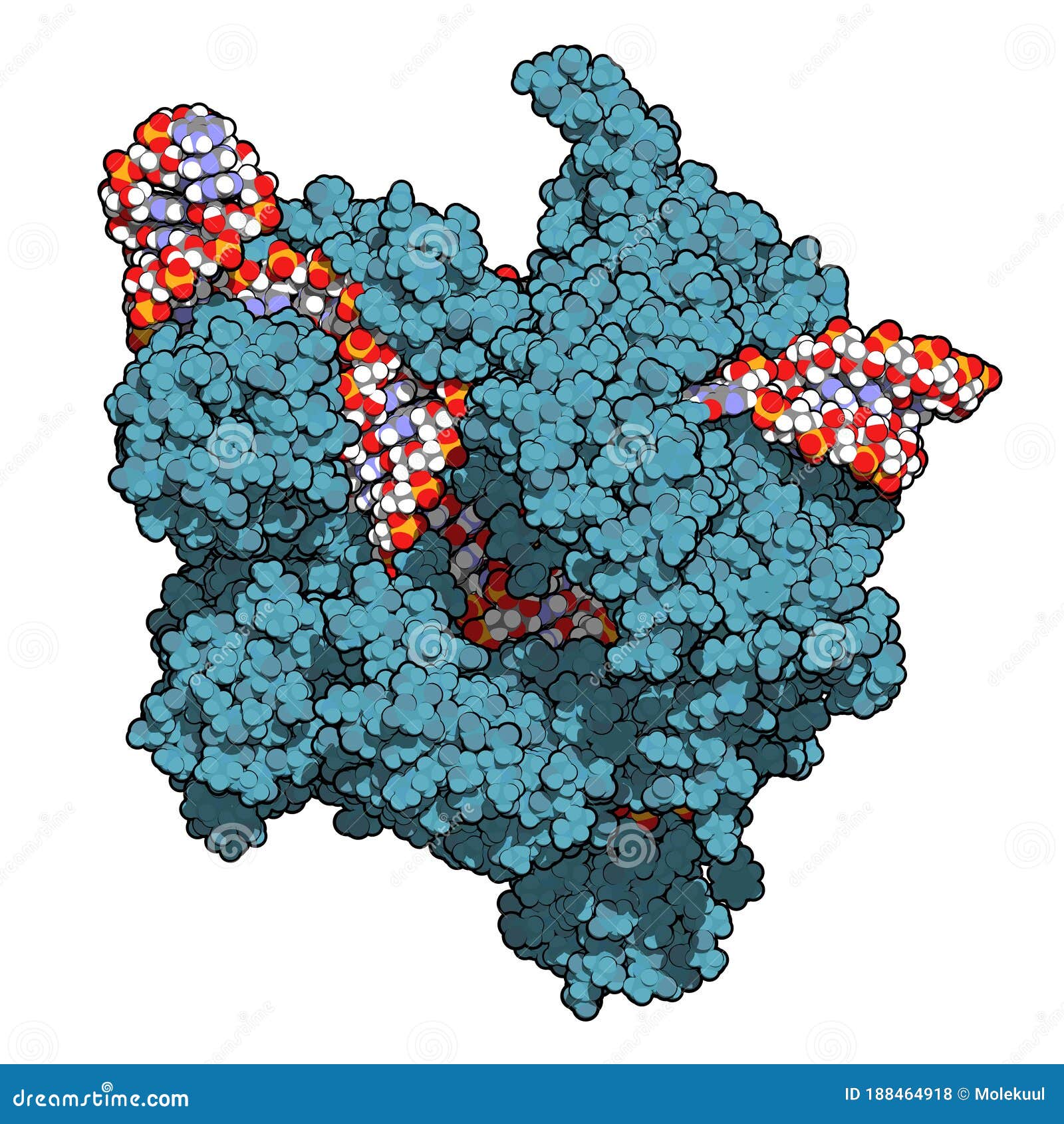 CRISPR-CAS9 Gene Editing Complex From Streptococcus Pyogenes. The Cas9 ...