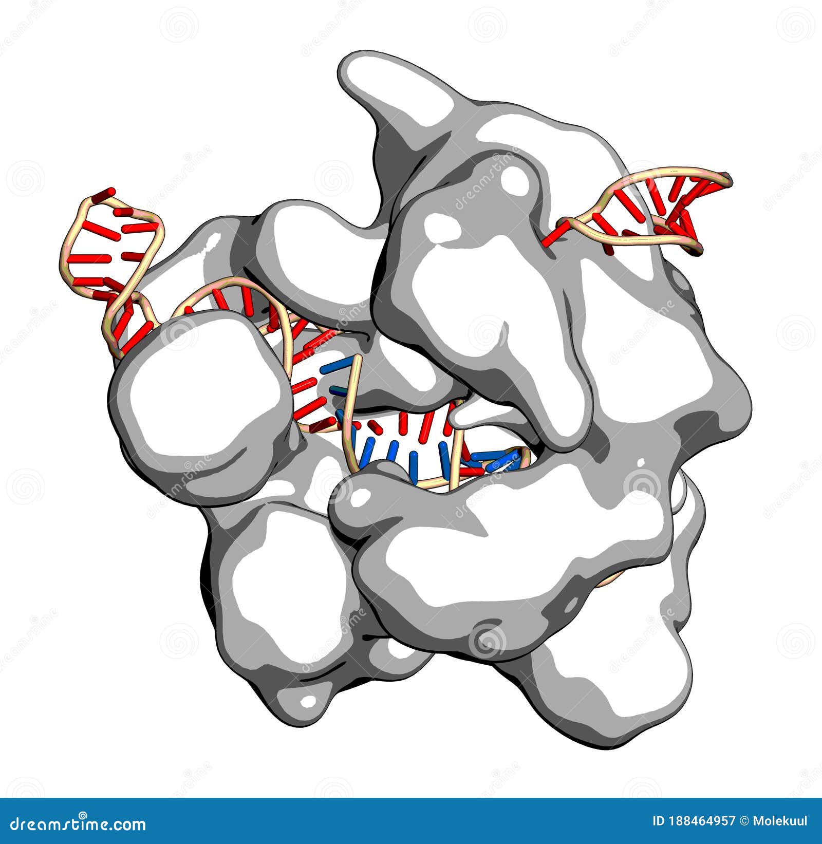 CRISPR-CAS9 Gene Editing Complex From Streptococcus Pyogenes. The Cas9 ...