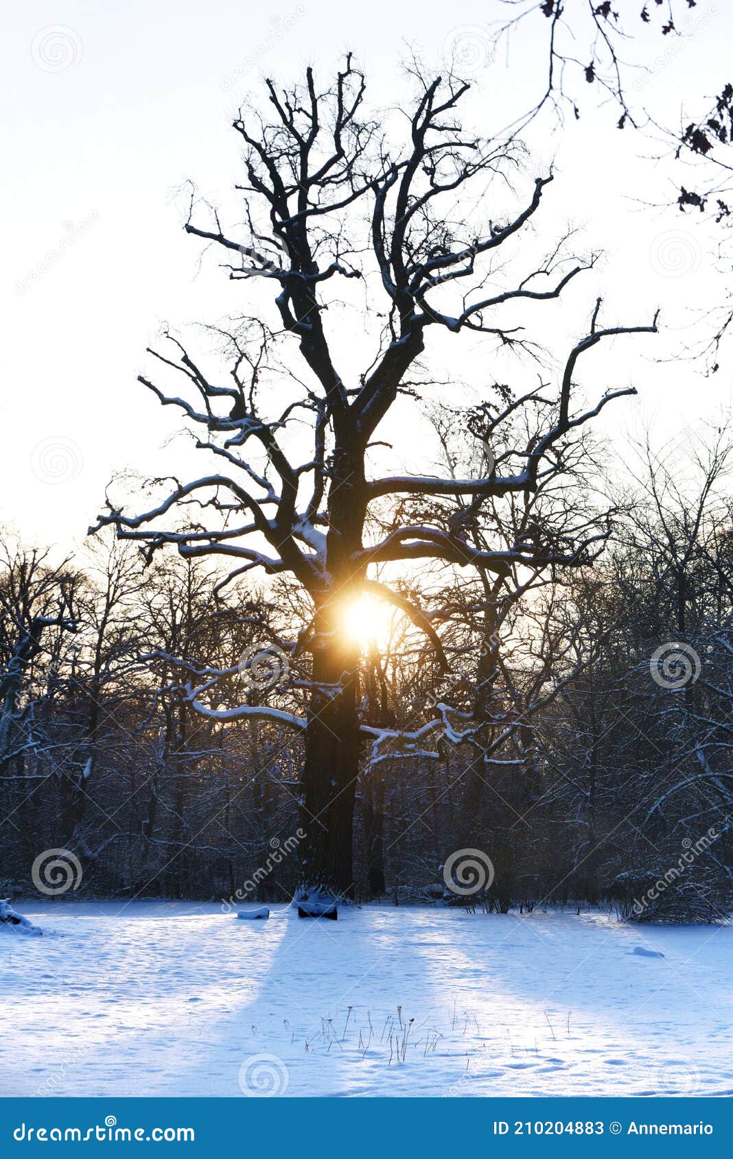 Crispy cold winter morning stock image. Image of early - 210204883