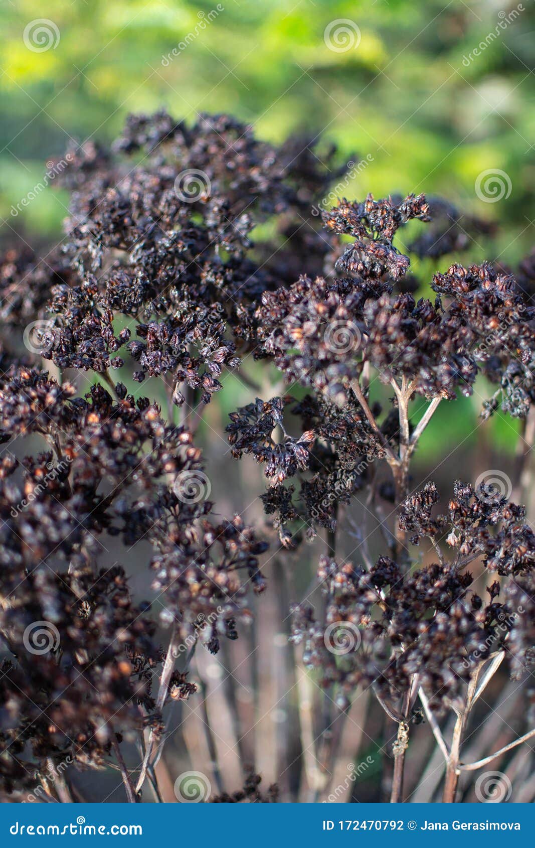 Crispy Dehidrated Flowers in the Sunlight Stock Photo - Image of ...