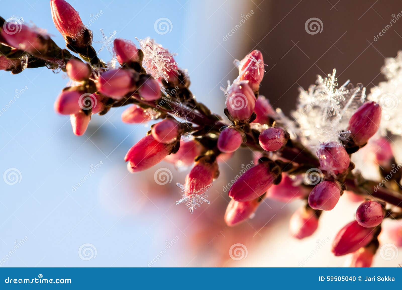 Crispy flower stock photo. Image of freshness, crystal - 59505040