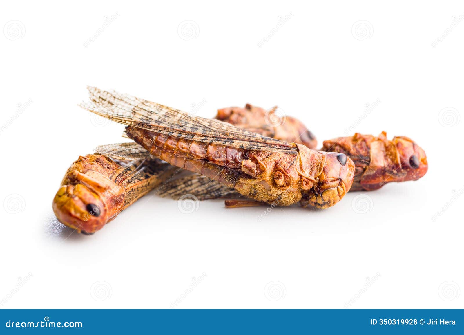 Crispy Fried Grasshoppers Isolated on White Background. Insect Protein ...