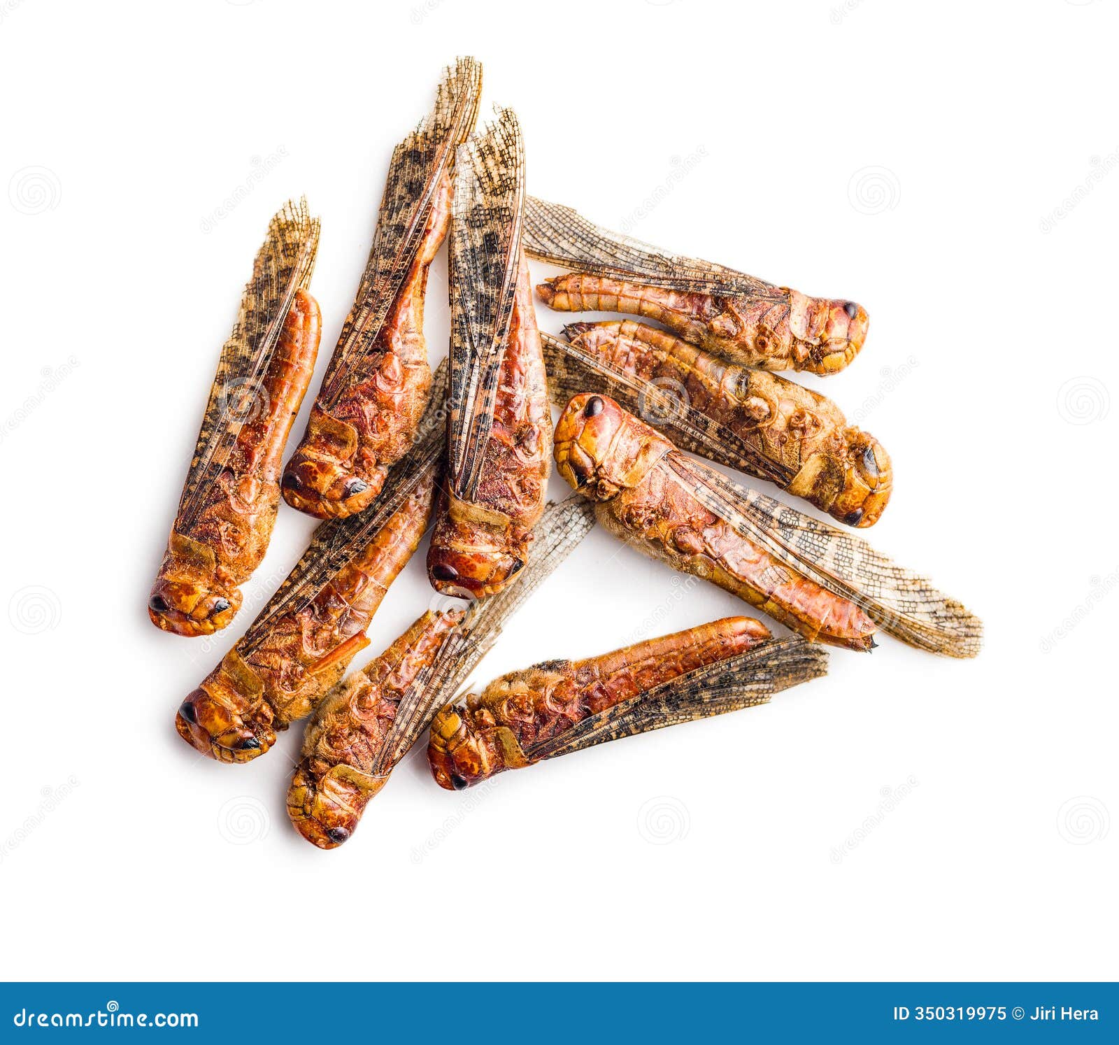 Crispy Fried Grasshoppers Isolated on White Background. Insect Protein ...