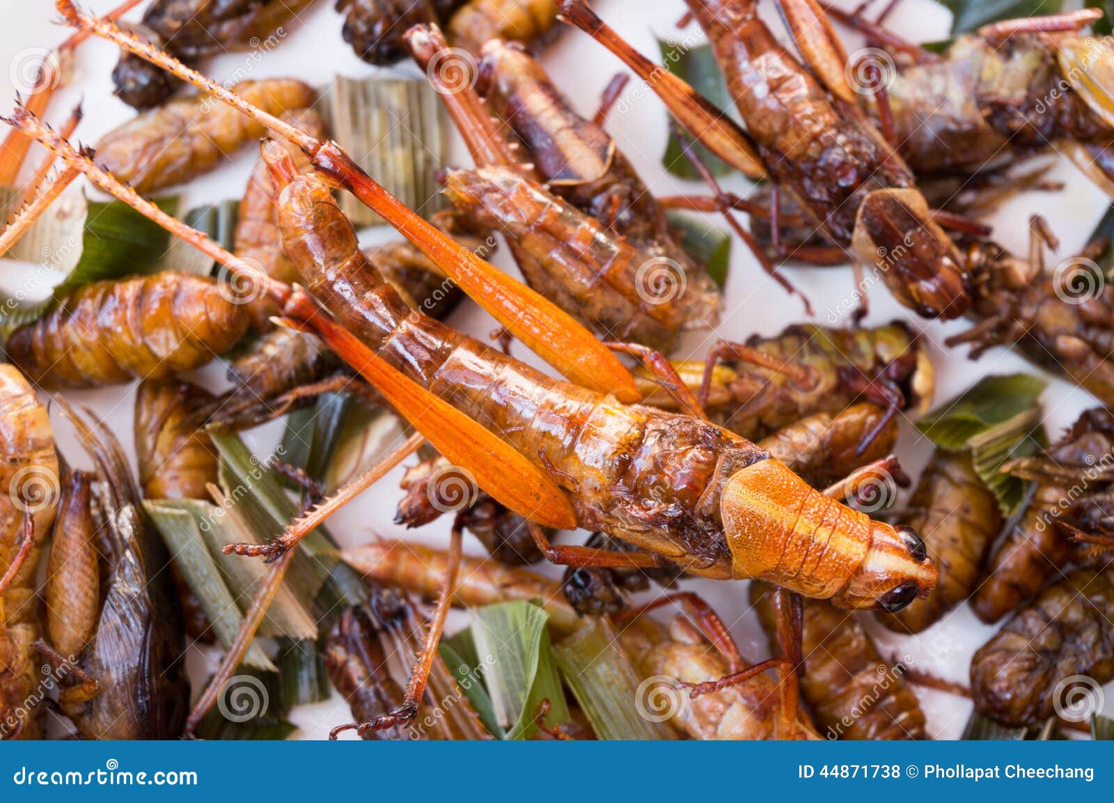 Crispy Fried Insects, Grub Larvae, Grasshopper, CRICKET Stock Photo ...