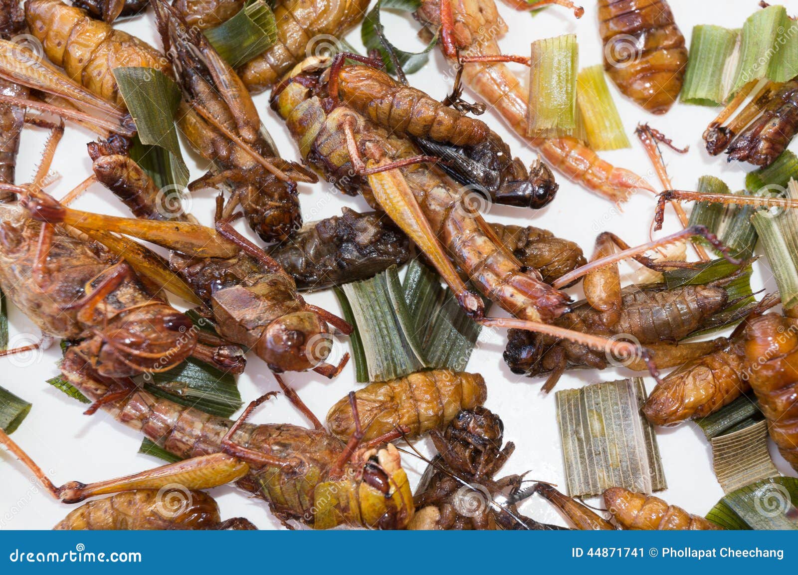 Crispy Fried Insects, Grub Larvae, Grasshopper, CRICKET Stock Image ...