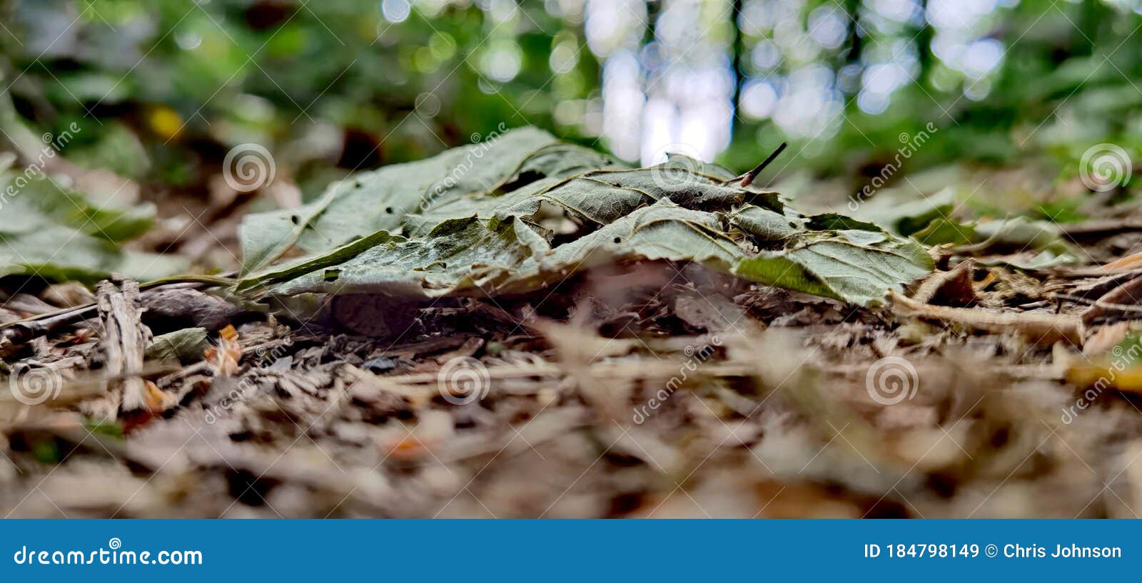 Crispy Leaf stock image. Image of leaf, crispy, angled - 184798149