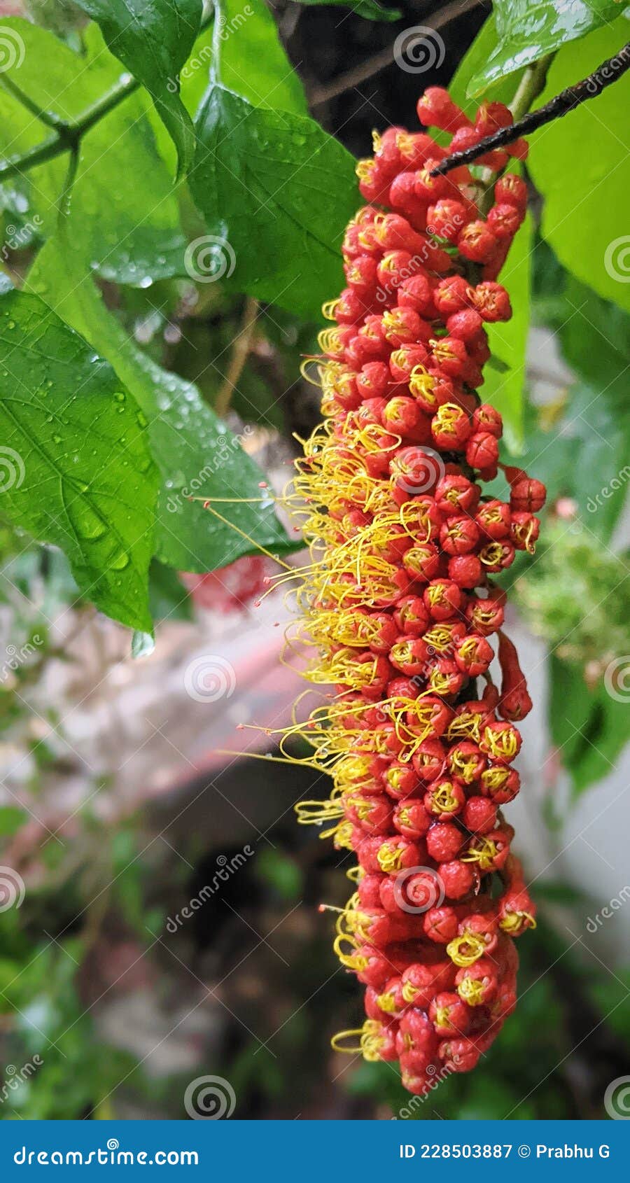 Crispy Plant of nature stock image. Image of branch - 228503887