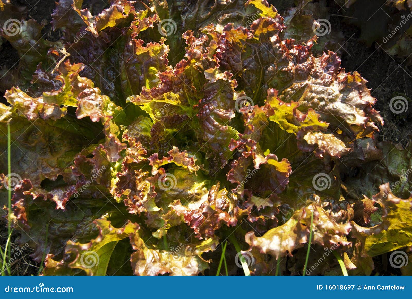 Crispy Red Lettuce Plant Up Close Stock Image - Image of head, warm ...